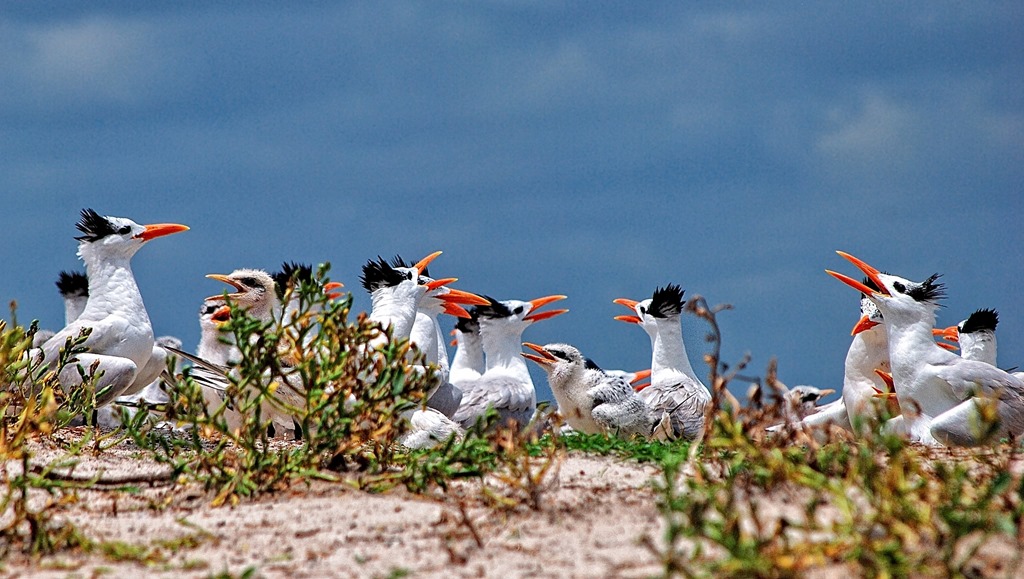 Tern Colony – Gallery Ludwig