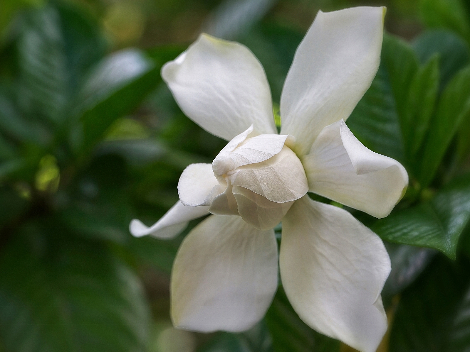 Gardenia Blossom – Gallery Ludwig