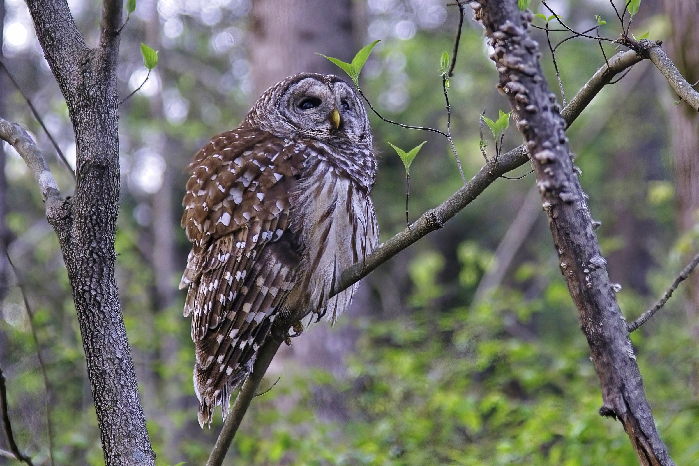 Owl – Gallery Ludwig
